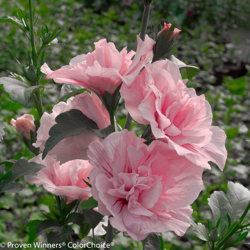 Hibiscus 'Pink Chiffon' Rose of Sharon 3 gallon – Mile Tree Lawn & Garden