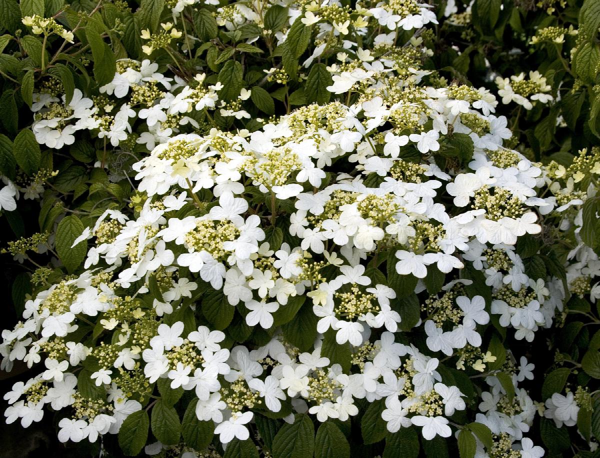 Viburnum 'Summer Snowflakes' 5 gallon – Mile Tree Lawn & Garden