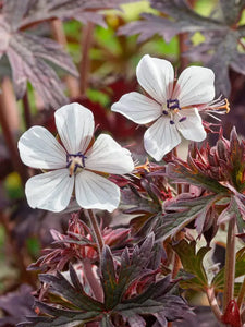 Geranium 'Midnight Ghost' 1 gallon – Mile Tree Lawn & Garden