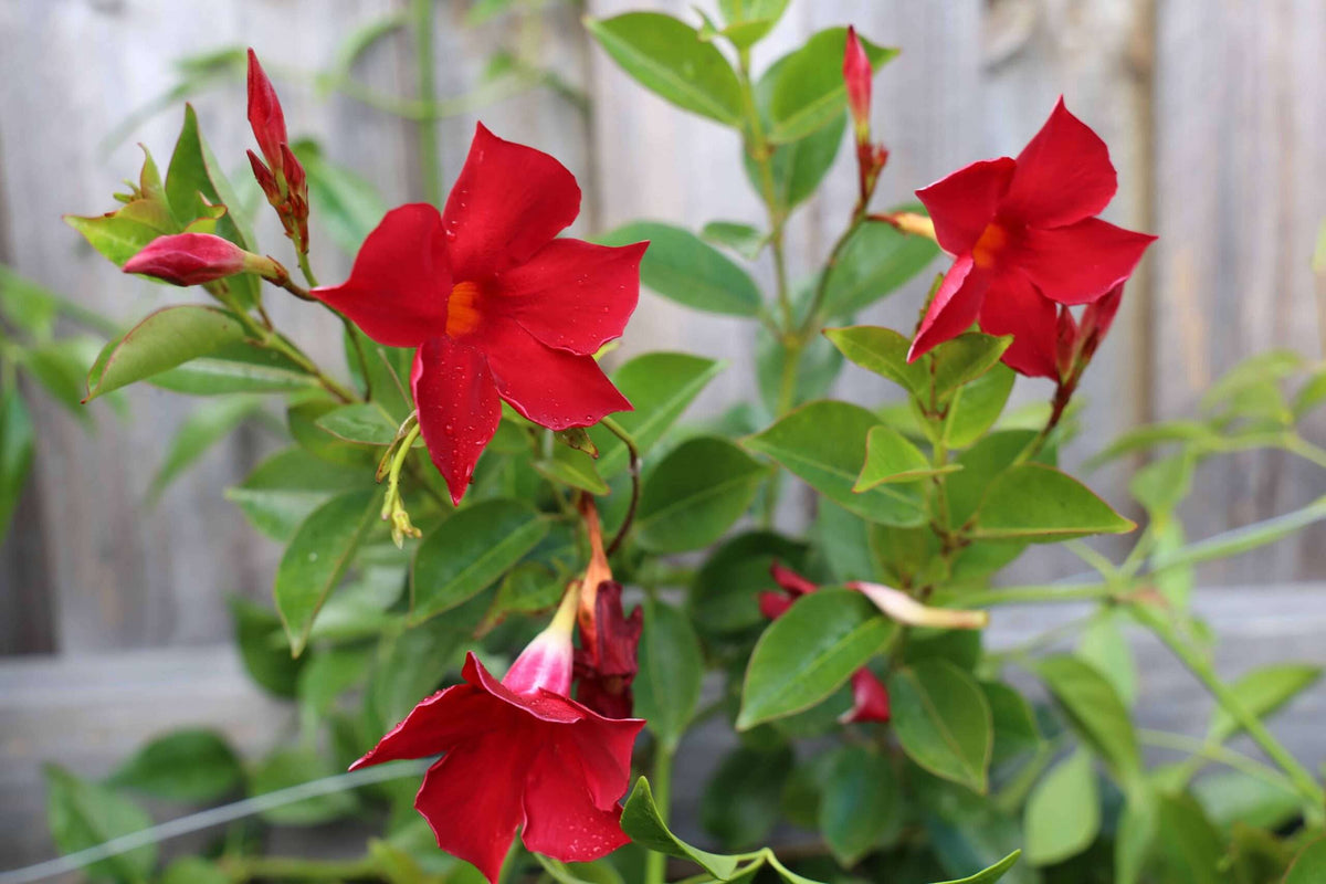 Mandevilla 6” Trellis – Mile Tree Lawn & Garden