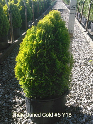 Thuja 'Janed Gold' Arborvitae 5gal – Mile Tree Lawn & Garden