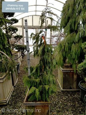 Chamaecyparis nook 'Pendula' Weeping Alaskan Cedar 5 gal – Mile Tree ...